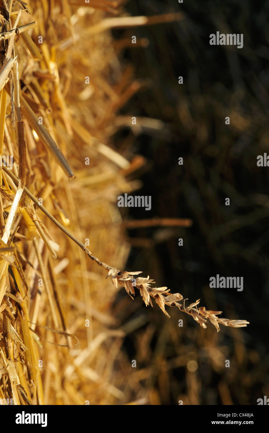 A single strand of straw sticking out from its bale Stock Photo - Alamy