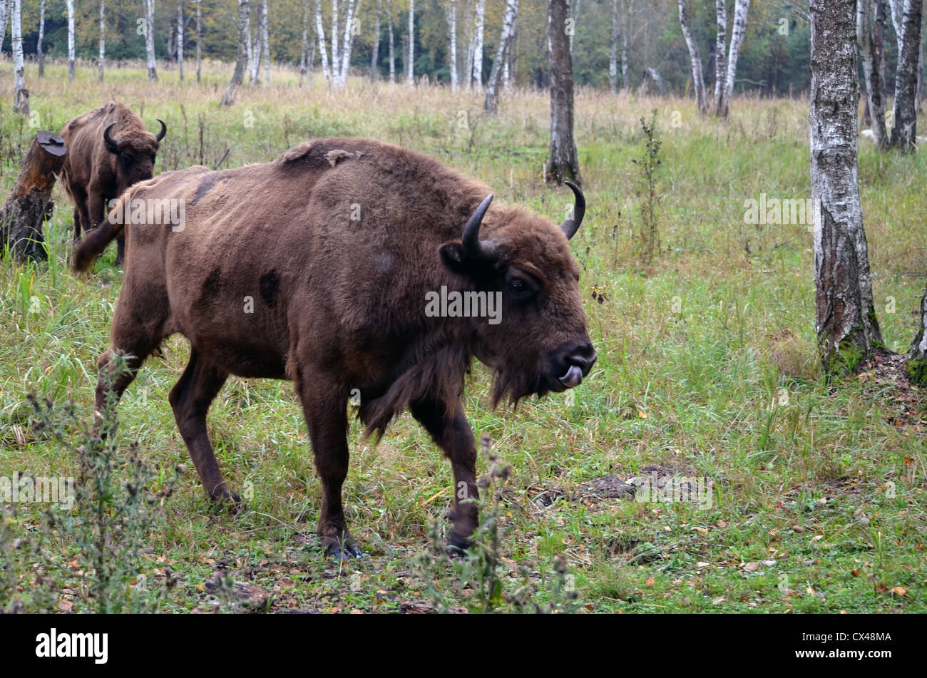 European bison in the national park Stock Photo - Alamy
