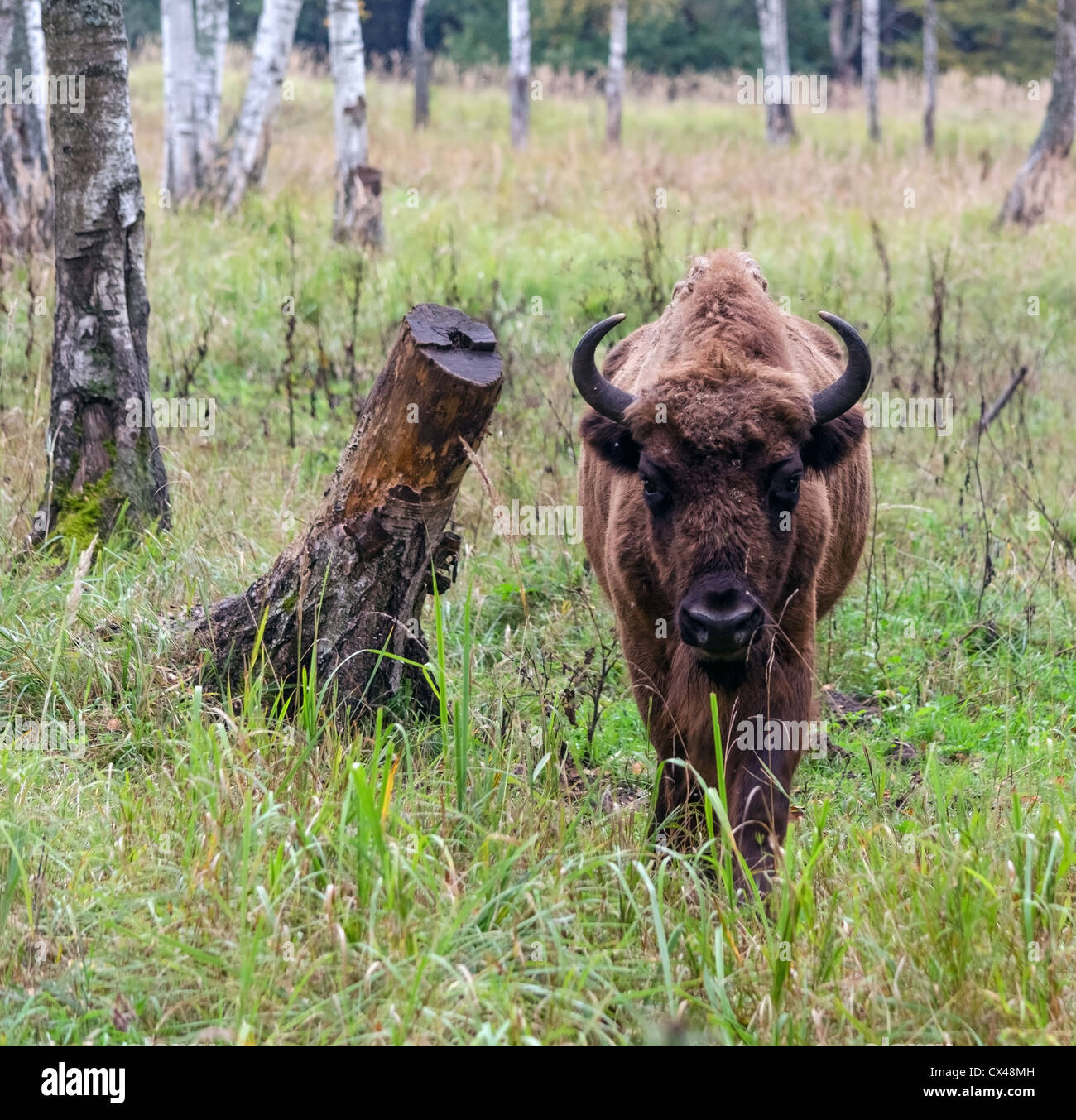 European bison in the national park Stock Photo - Alamy