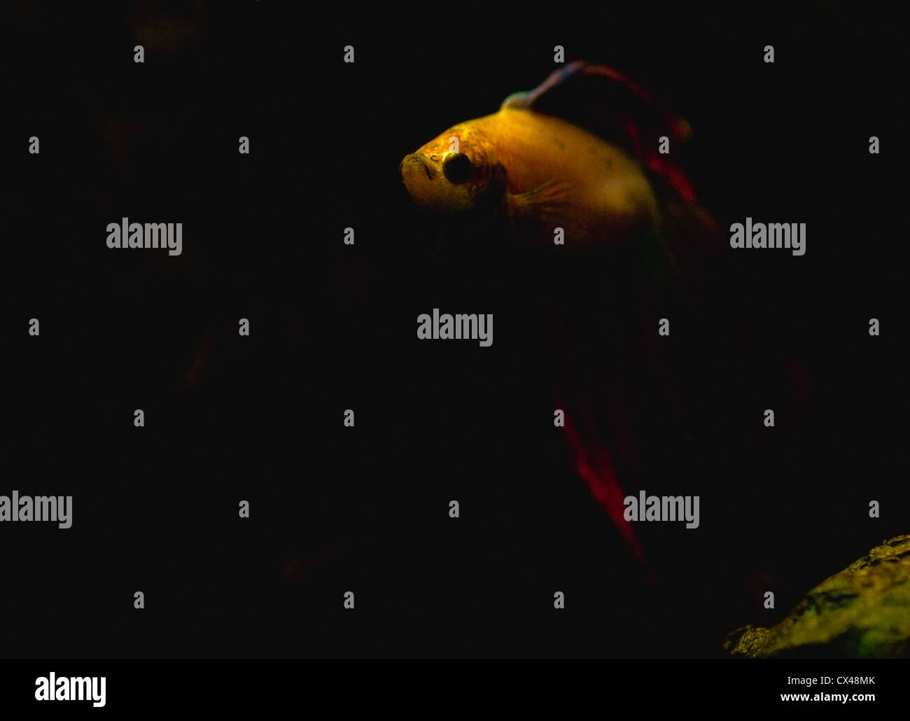 Betta splendens wild hi-res stock photography and images - Alamy