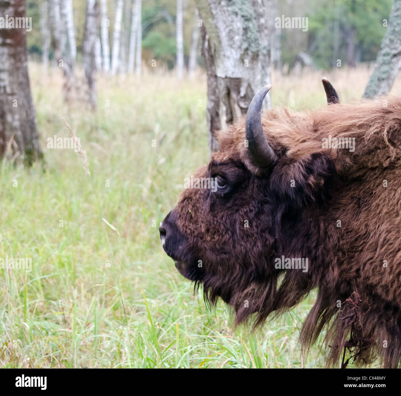 European bison in the national park Stock Photo - Alamy