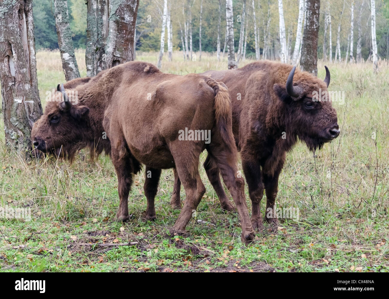 Two bull bison hi-res stock photography and images - Alamy
