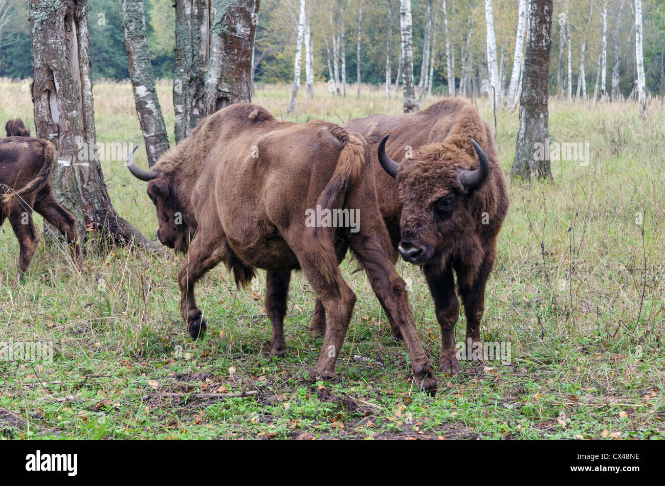 Two European bisons in the national park Stock Photo - Alamy
