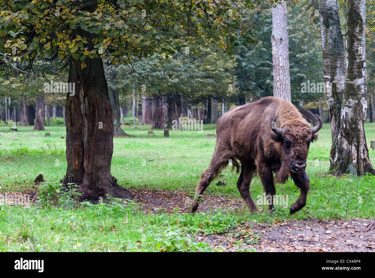European bison in the national park Stock Photo - Alamy