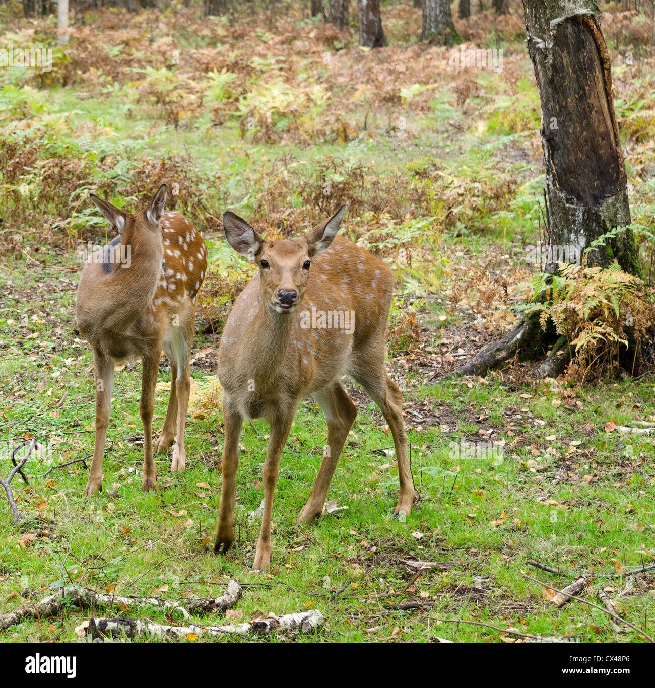 White tailed deers odocoileus virginianus hi-res stock photography and ...