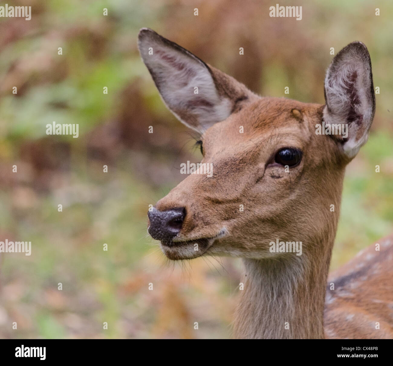 Deer in their natural habitat hi-res stock photography and images - Alamy