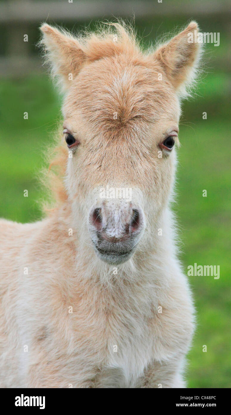 Baby shetland pony hi-res stock photography and images - Alamy