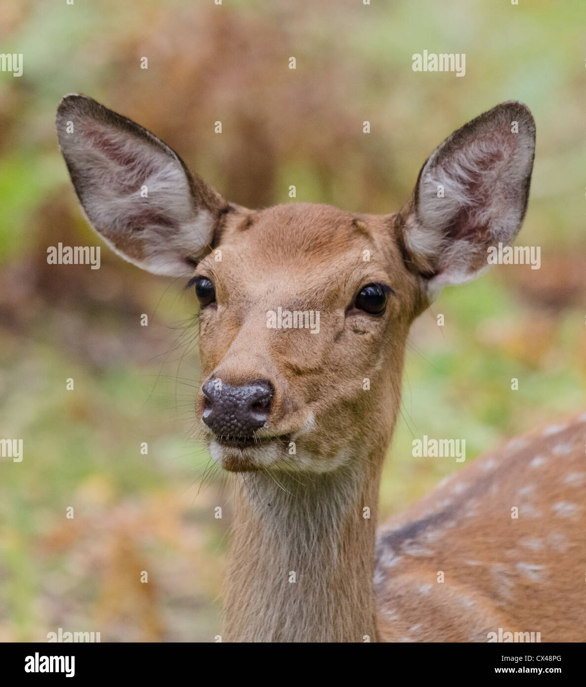 White-tailed deer in their natural habitat Stock Photo - Alamy