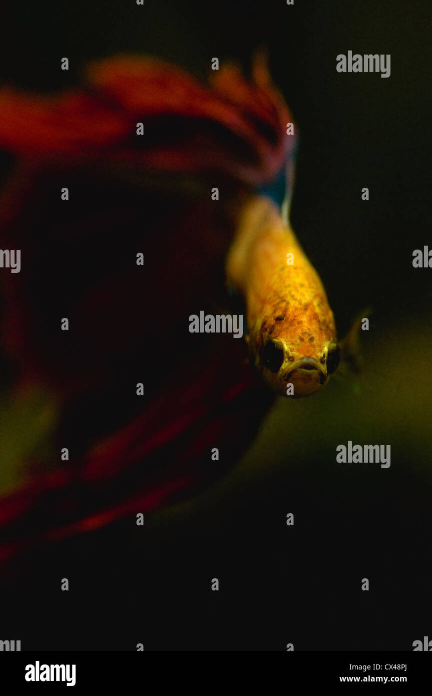 Betta splendens wild hi-res stock photography and images - Alamy