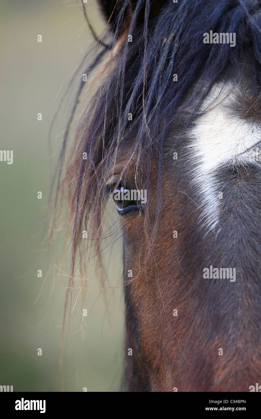 Female mare hi-res stock photography and images - Alamy