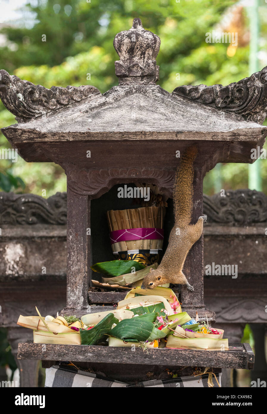 A squirrel taking food left as offerings at a Hindu shrine, Legian ...