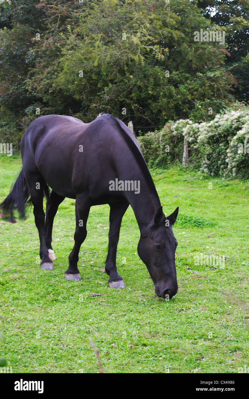 Black mare hi-res stock photography and images - Alamy