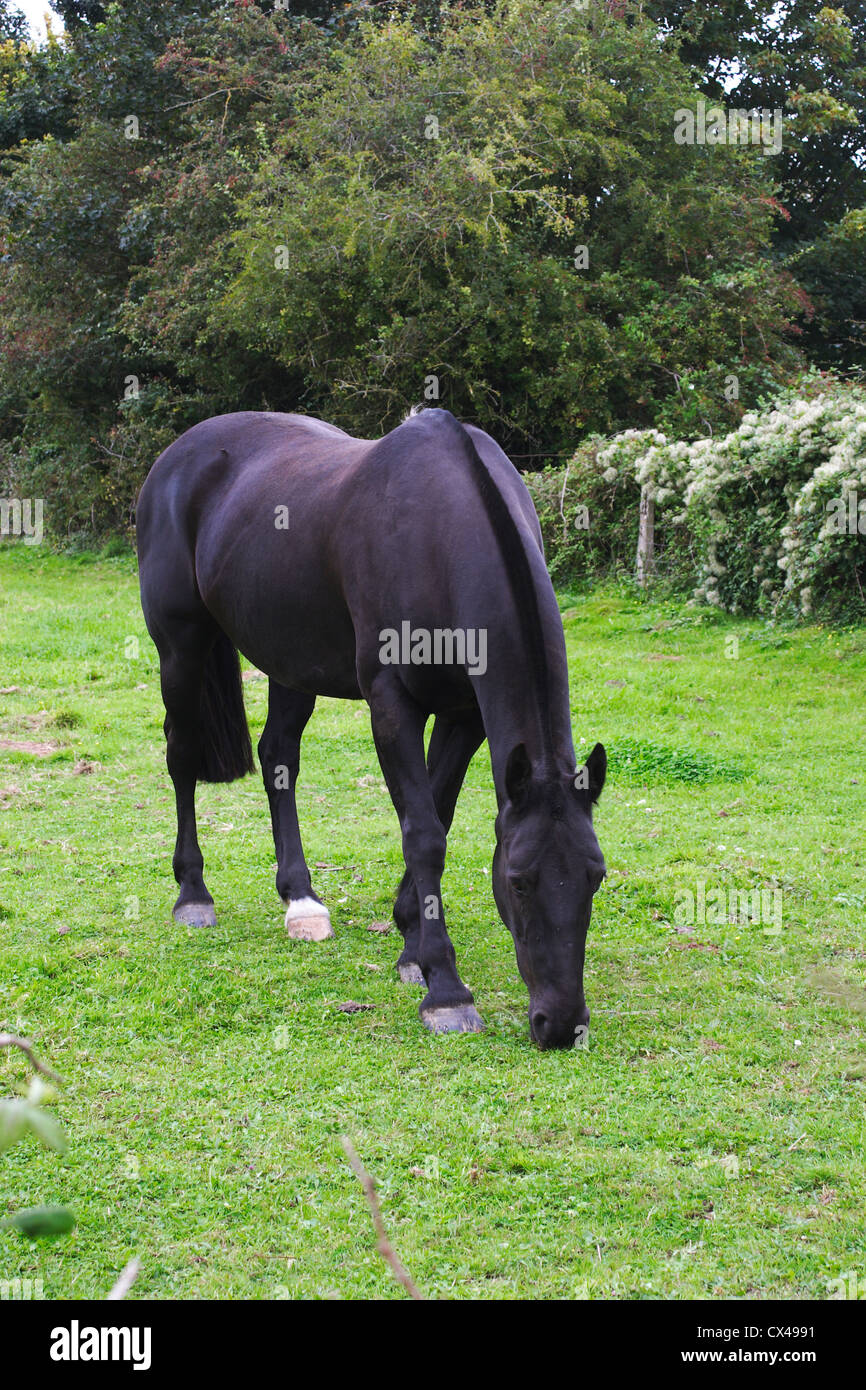 Black mare hi-res stock photography and images - Alamy