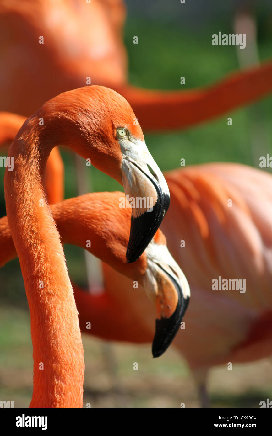 Flamingo wildlife close up hi-res stock photography and images - Alamy
