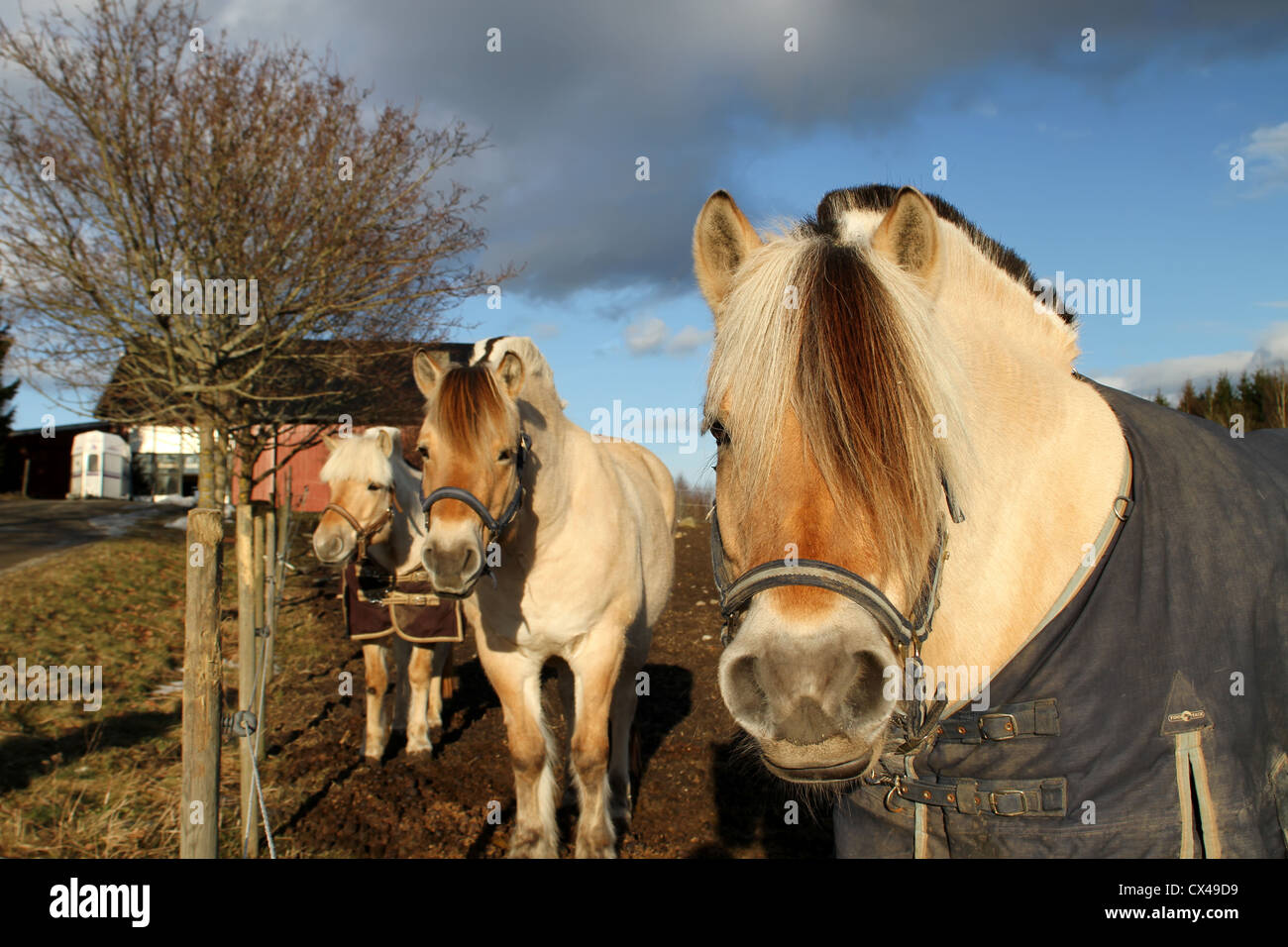 Norwegian Fjord Horse Colors