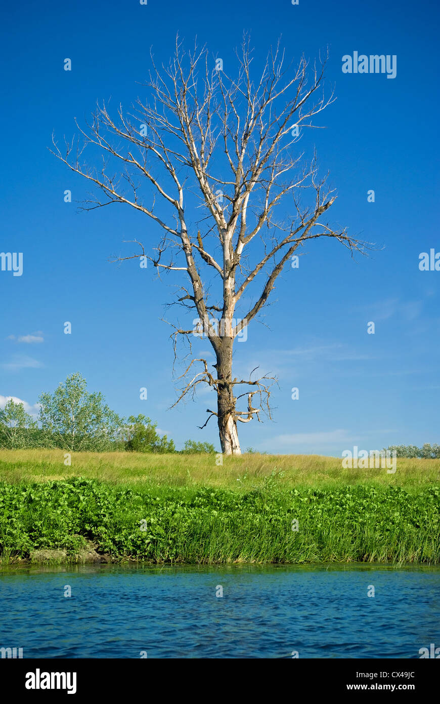 Lonely old tree Stock Photo - Alamy