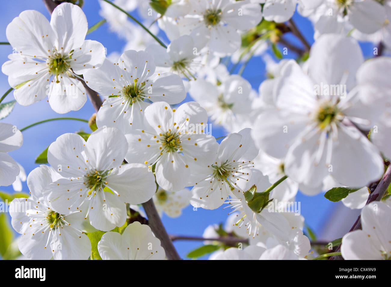 Apricot tree flowers hi-res stock photography and images - Alamy