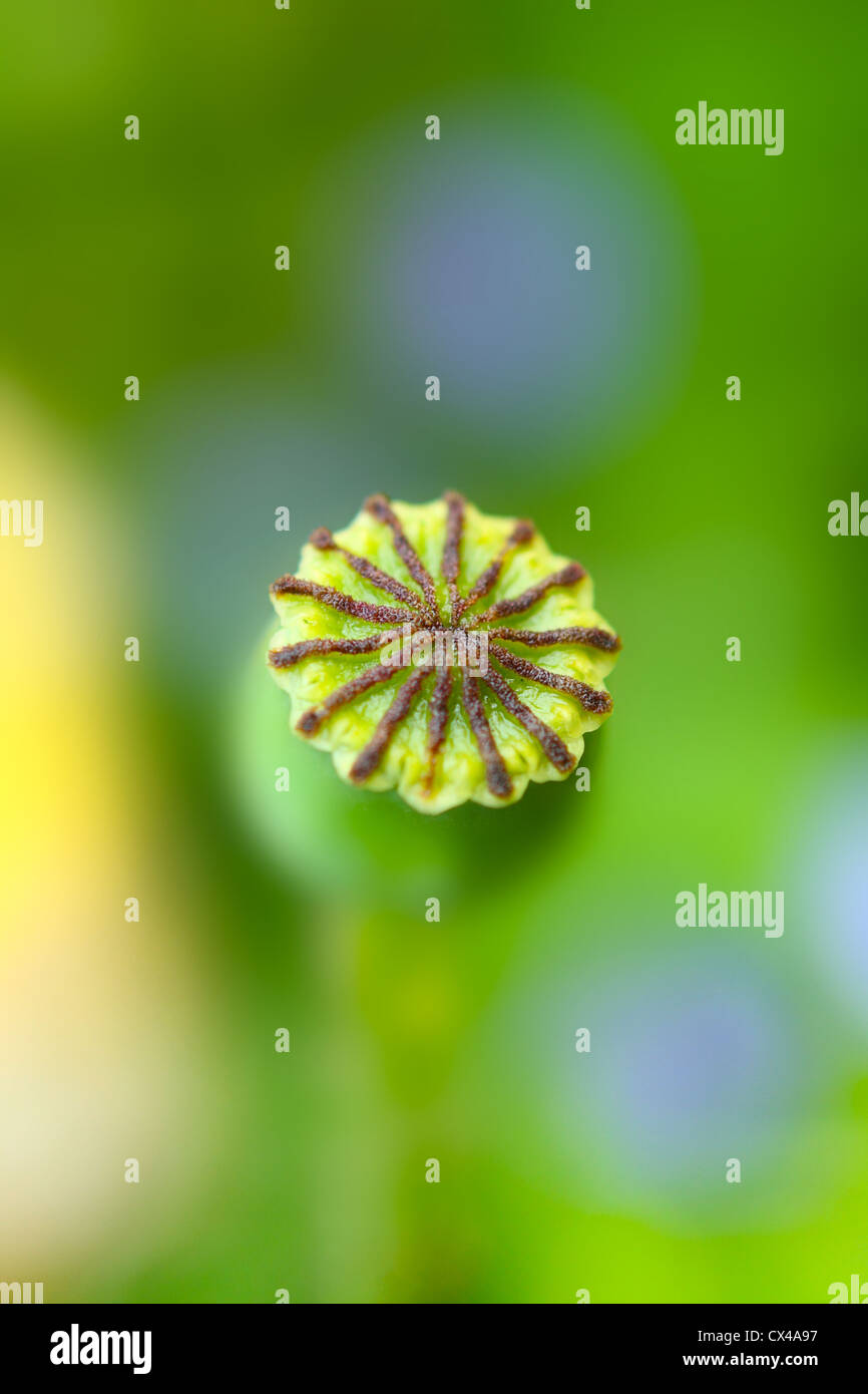 Poppy, Papaveraceae seed capsule close up Stock Photo - Alamy