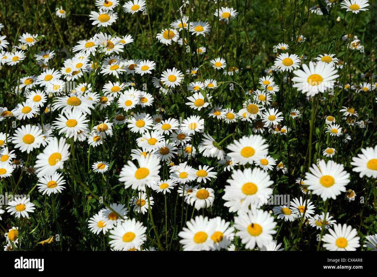 White Oxeye daisy flower,Leucanthemum vulgare,France Stock Photo - Alamy