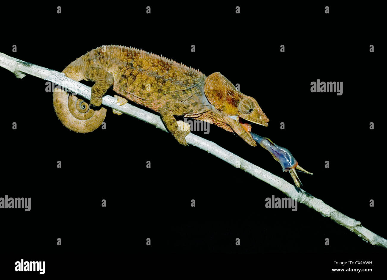 Chameleons catching insect hi-res stock photography and images - Alamy