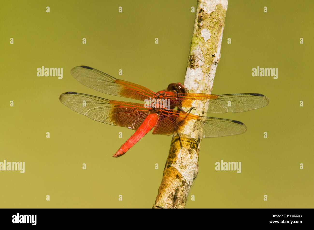 Mexico red rest resting insect insects dragonflies dragonfly mexican hi ...