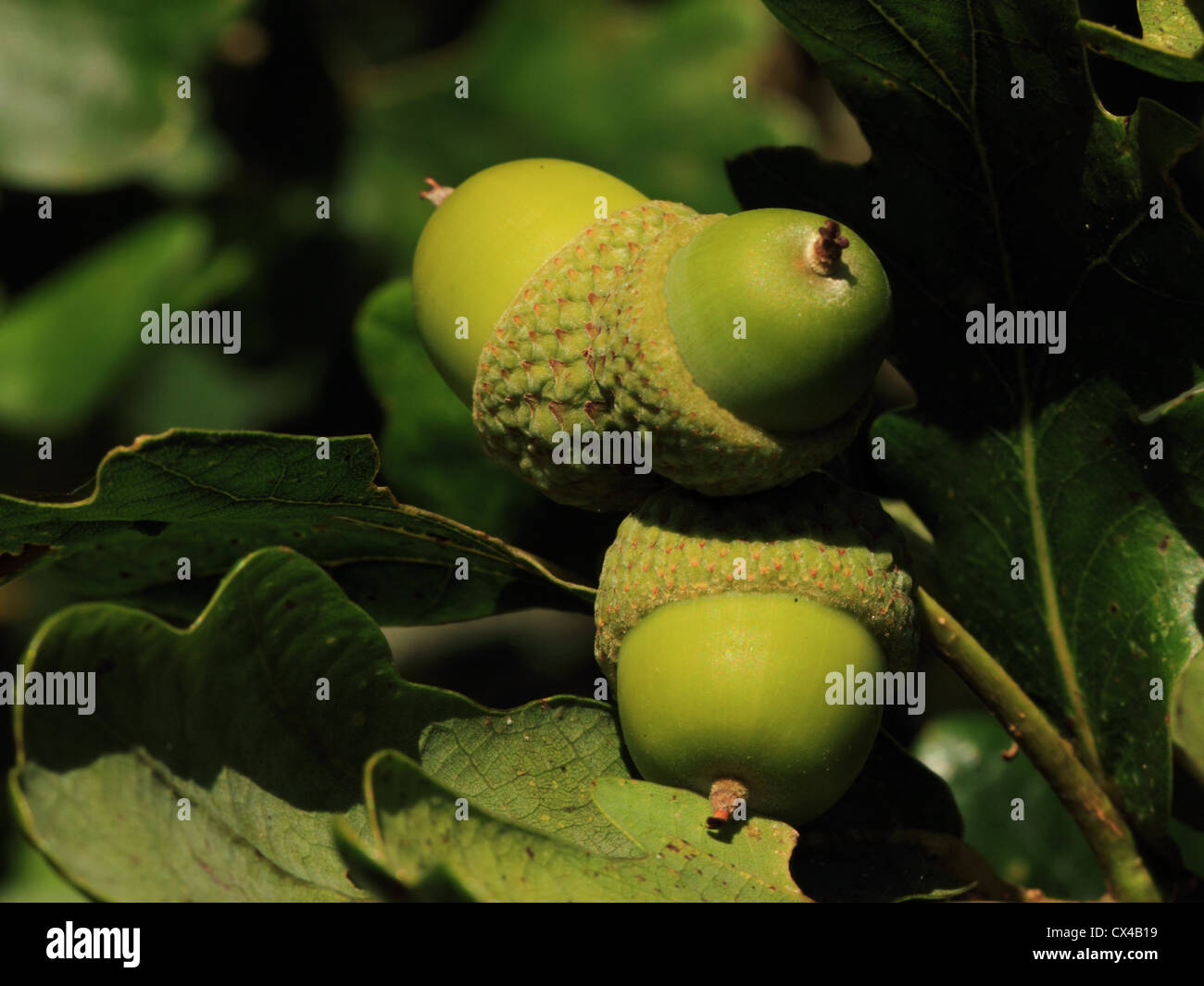 Three acorns hi-res stock photography and images - Alamy