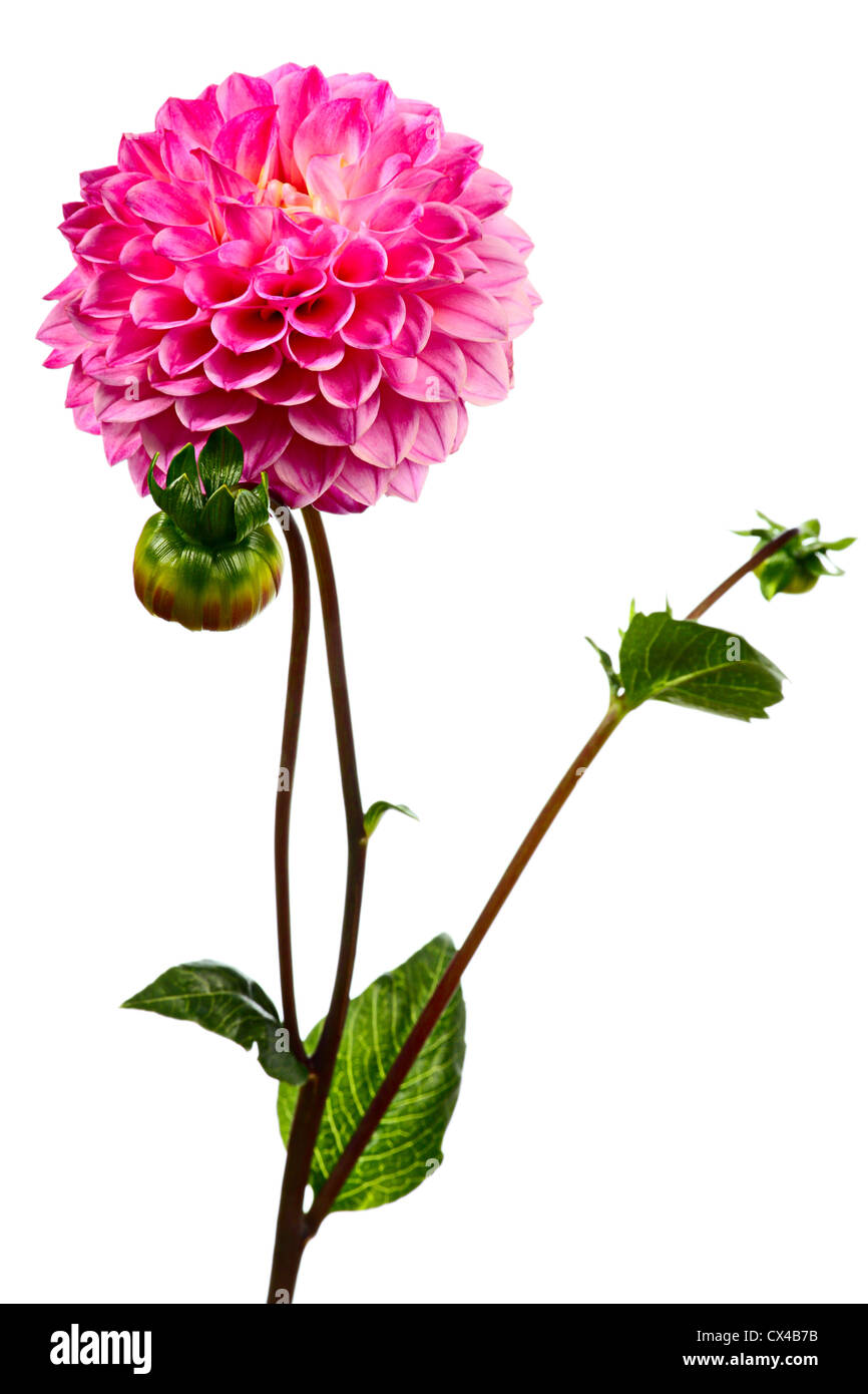 Dahlia. Single flower isolated on white Stock Photo - Alamy
