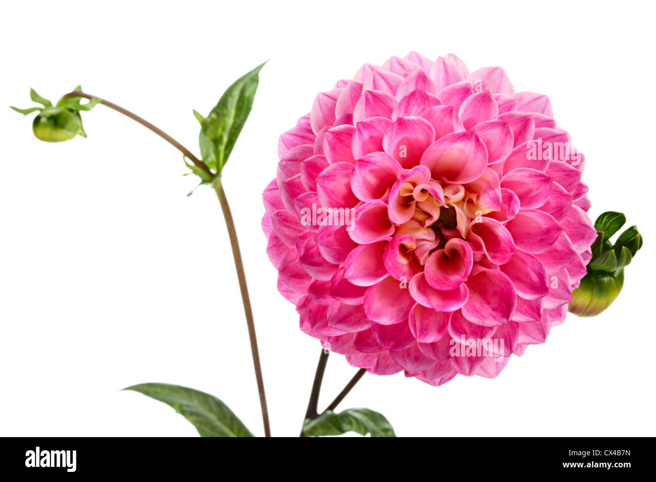 Dahlia. Single flower isolated on white background Stock Photo - Alamy