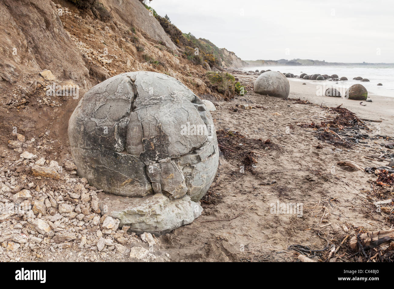 A Moeraki Boulder or concretion, newly emerged from the mud cliff Stock ...