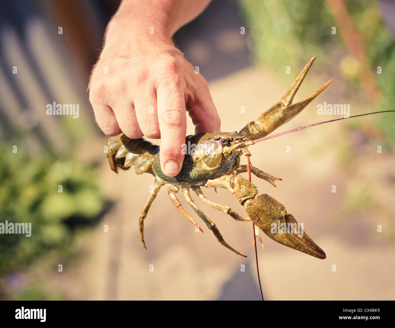 The Crawfish In Hand Near The River Stock Photo - Alamy