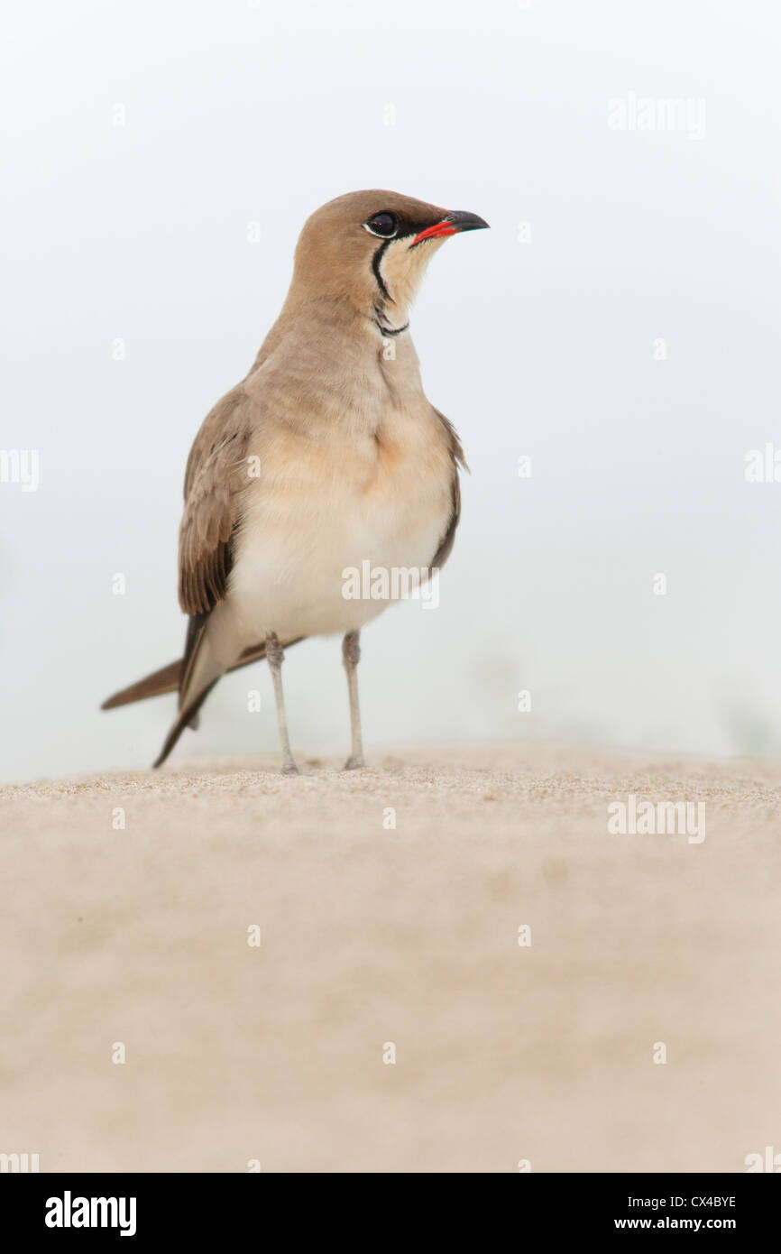 Common pratincole hi-res stock photography and images - Alamy