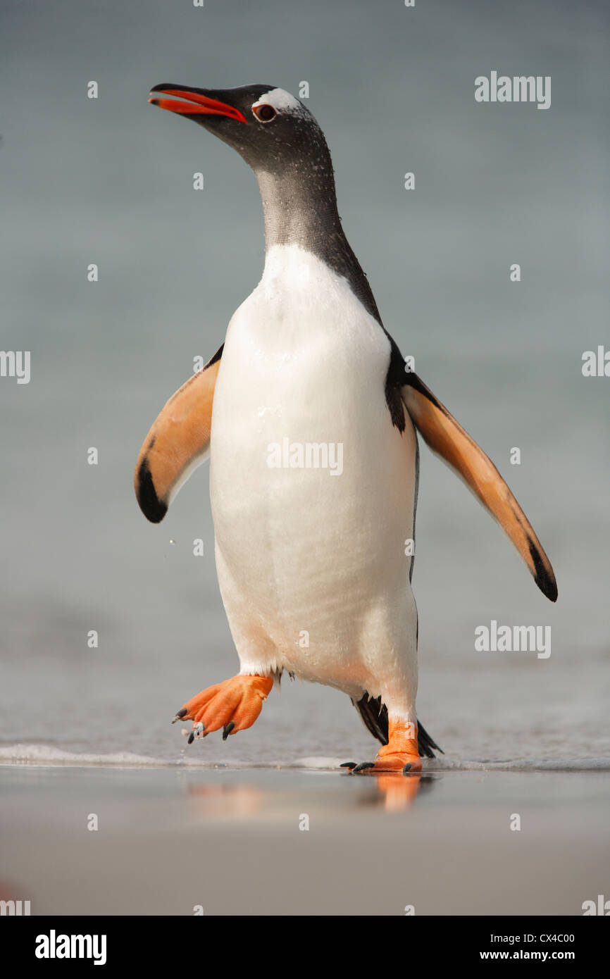 The long-tailed Gentoo penguin, Pygoscelis papua, in Bull Point at the ...