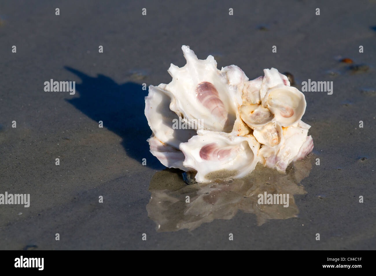 Oyster shells on the beach Stock Photo - Alamy