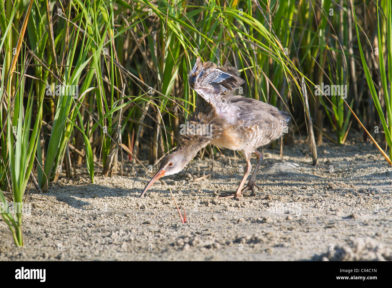 Virginia Rail (Rallus limicola) chick Stock Photo - Alamy