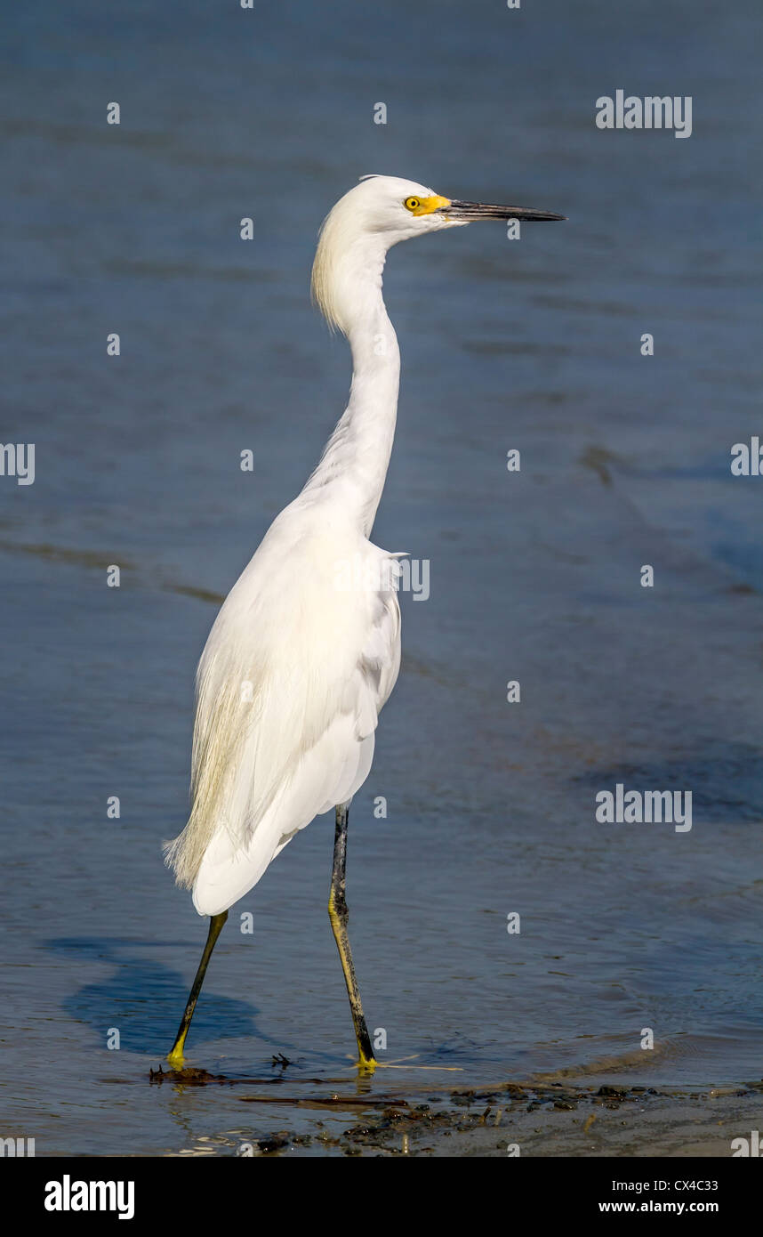 Snowy Egret (Egretta thula) close up Stock Photo - Alamy