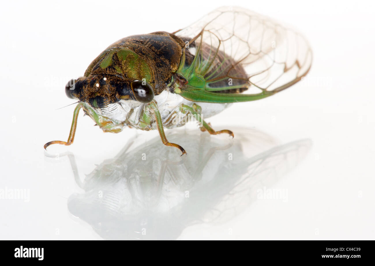 Macro image of a green, brown, and white cicada Stock Photo - Alamy