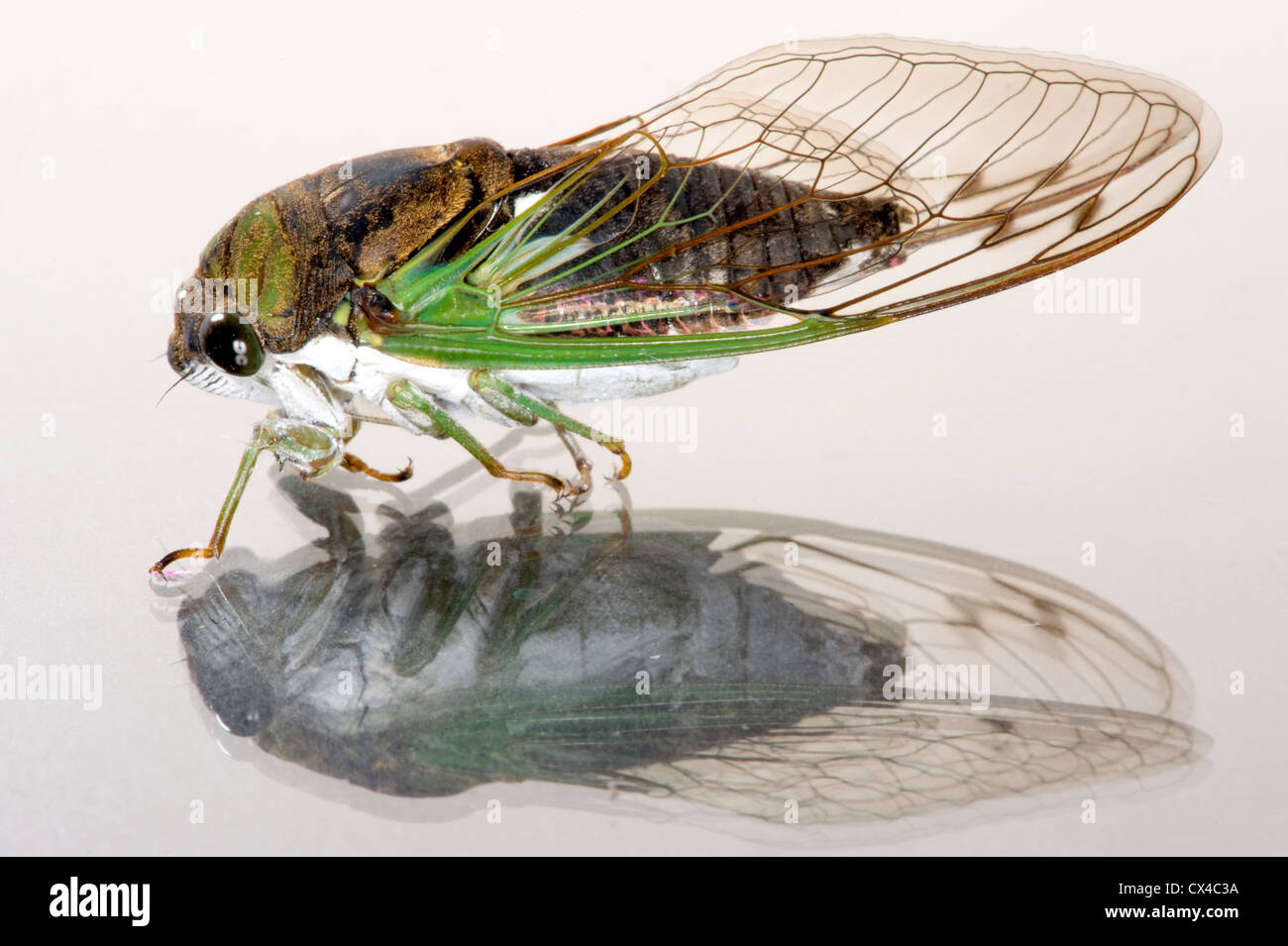Macro image of a green, brown, and white cicada and its full reflection ...