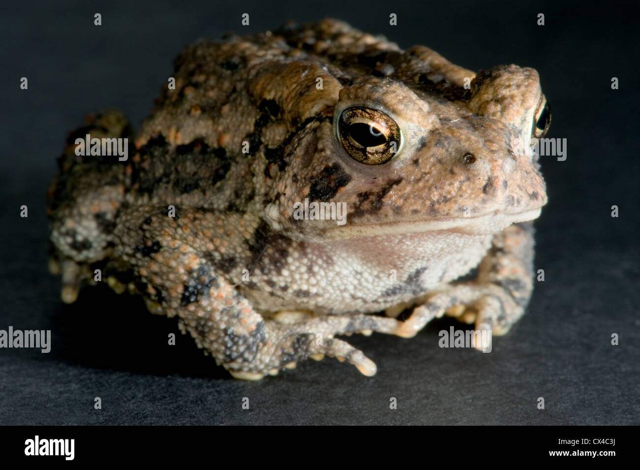 A small brown spotted toad sitting peacefully looking at the camera ...