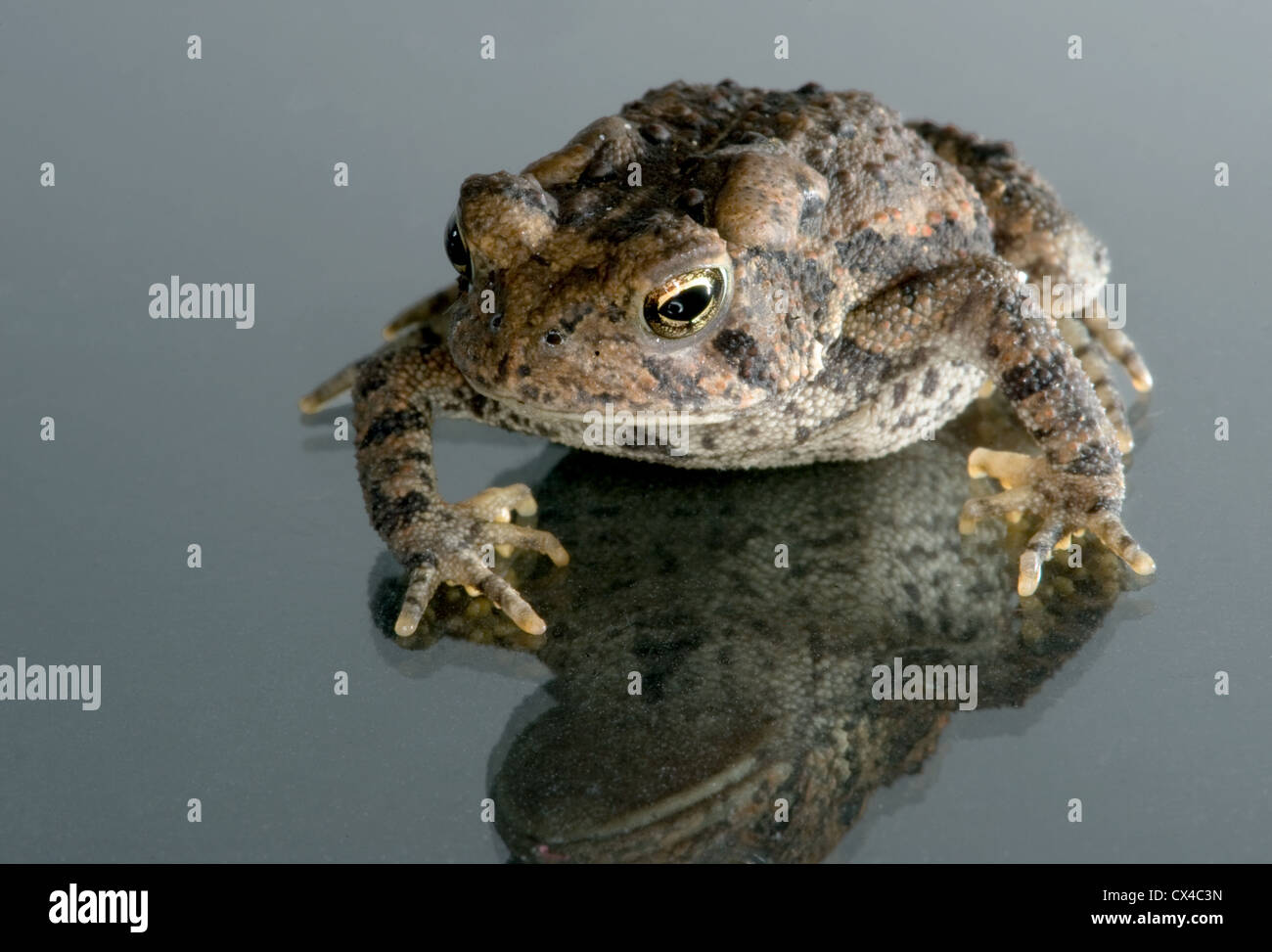A small spotted brown toad walking across a reflective surface Stock ...