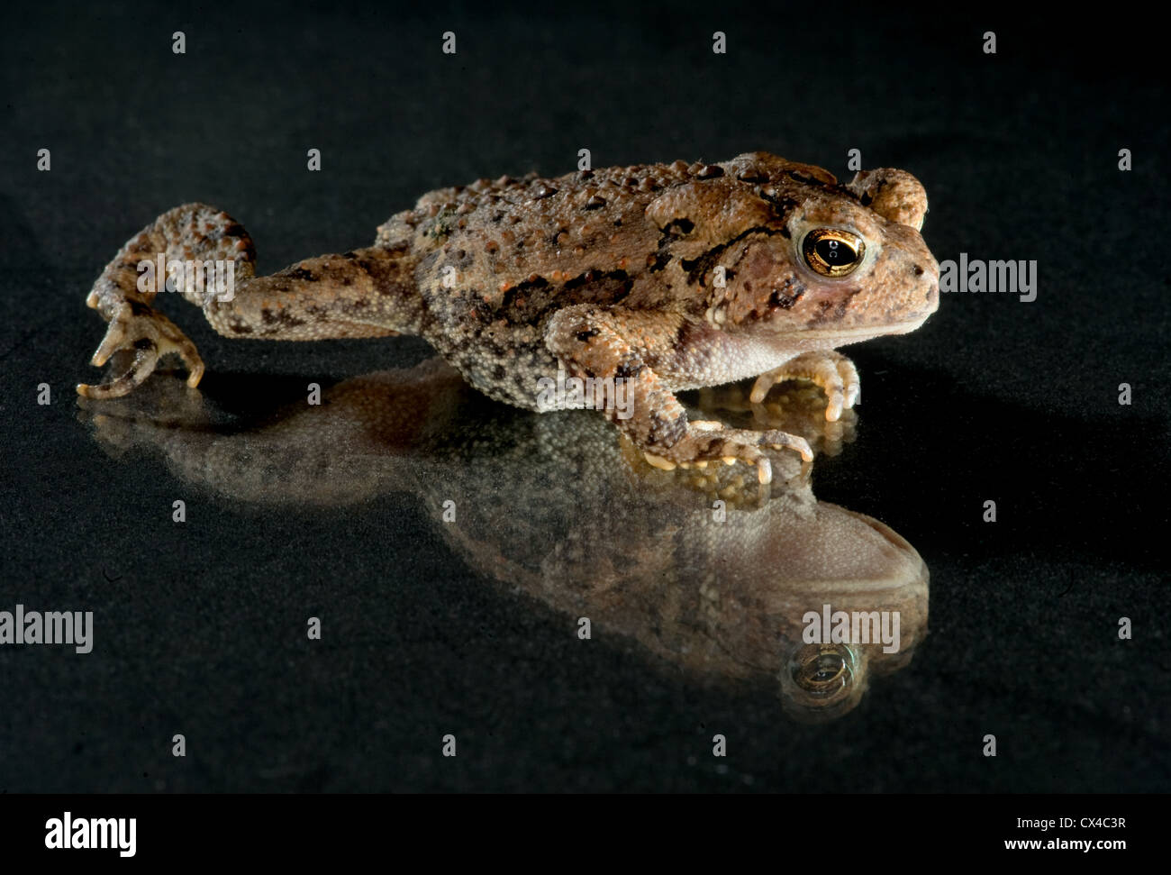 A small spotted brown toad walking across a reflective surface Stock ...