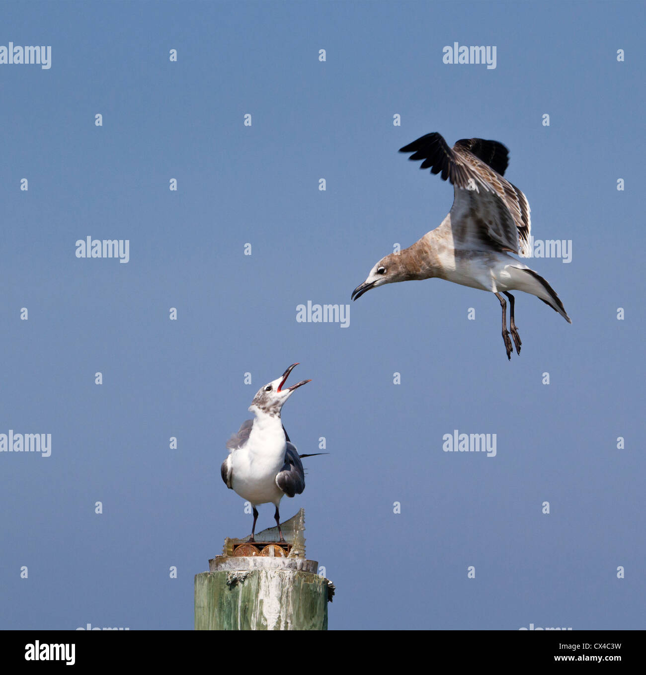 Two laughing gulls communicating Stock Photo - Alamy