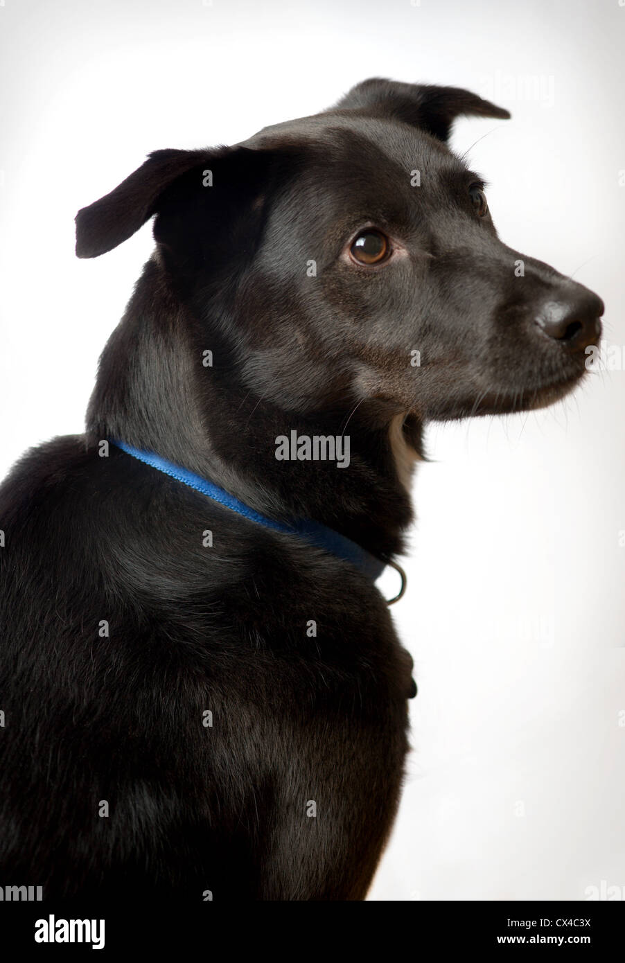 Cute black dog looking over its shoulder Stock Photo - Alamy