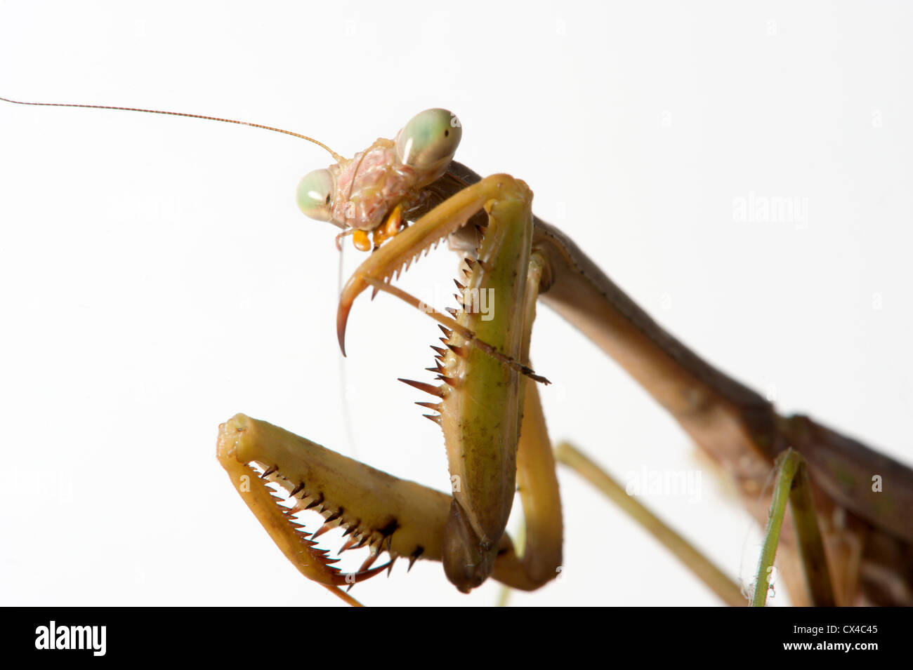 Mantis front hi-res stock photography and images - Alamy