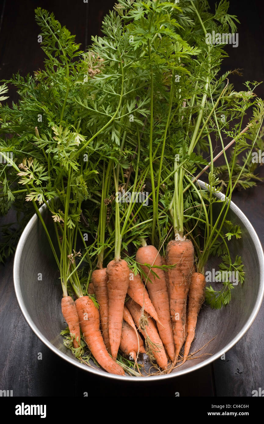 Freshly picked carrots Stock Photo - Alamy
