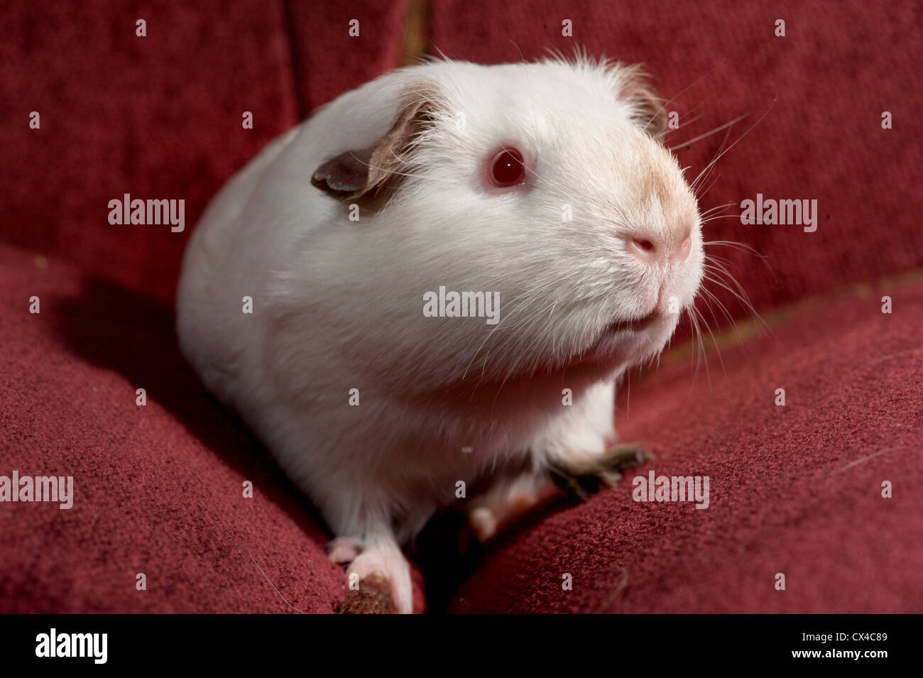 Fat guinea pig hi-res stock photography and images - Alamy