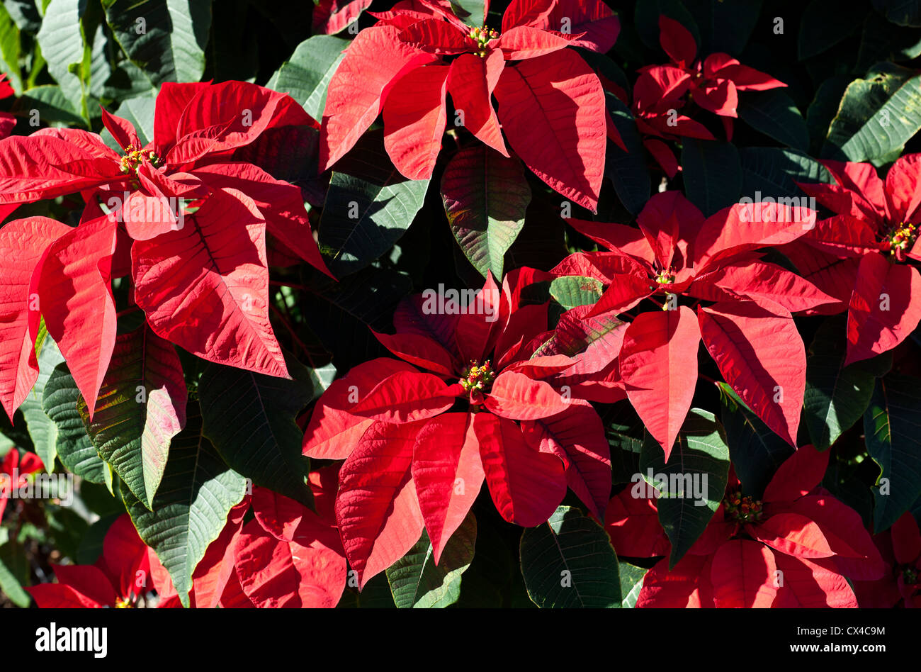Red Poinsettia Tree Stock Photos & Red Poinsettia Tree Stock Images - Alamy