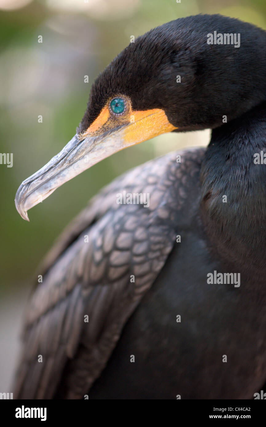 Black cormorant with a yellow face and blue eyes Stock Photo - Alamy