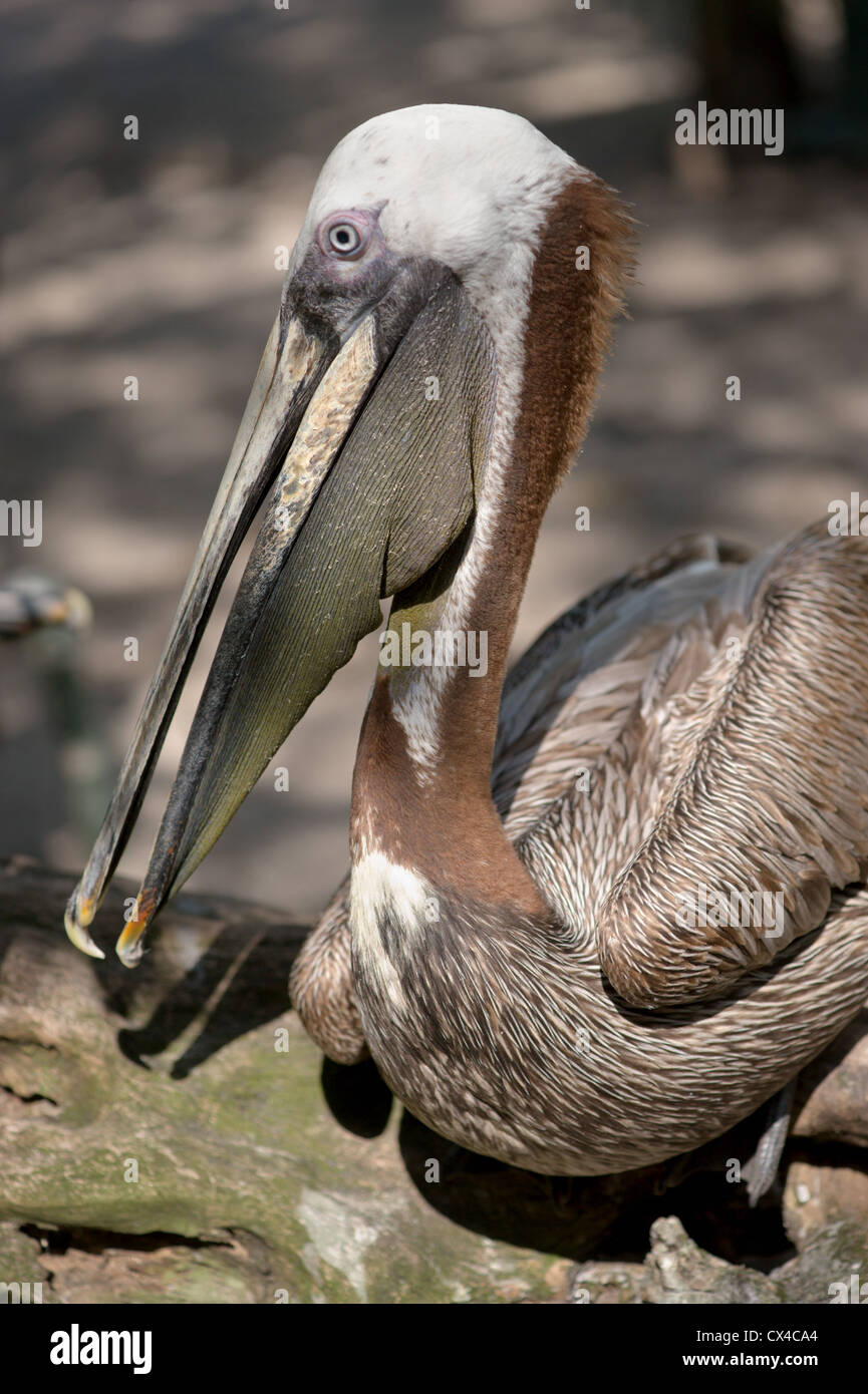 Pelican open mouth hi-res stock photography and images - Alamy