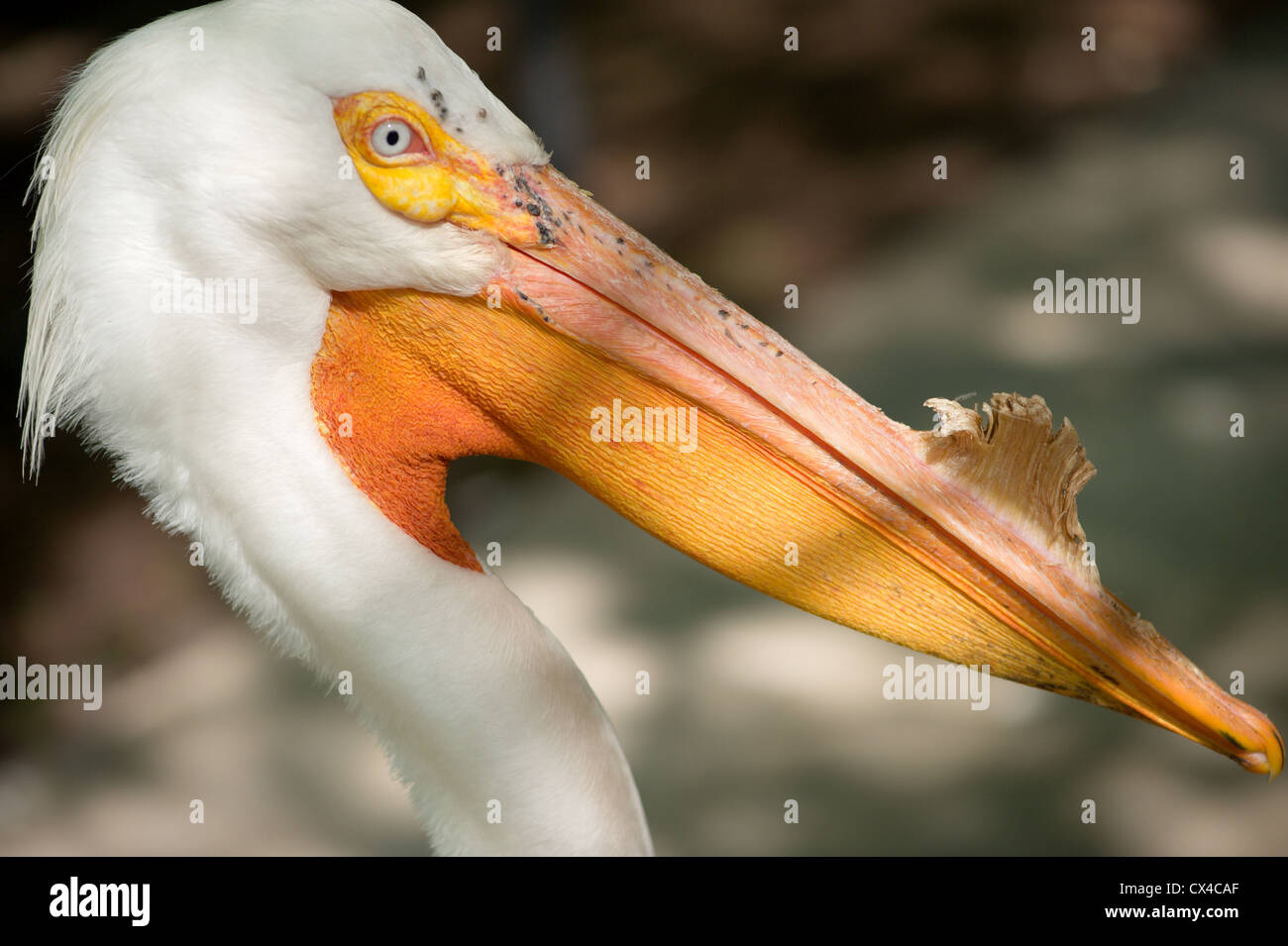 Profile of a pelican hi-res stock photography and images - Alamy