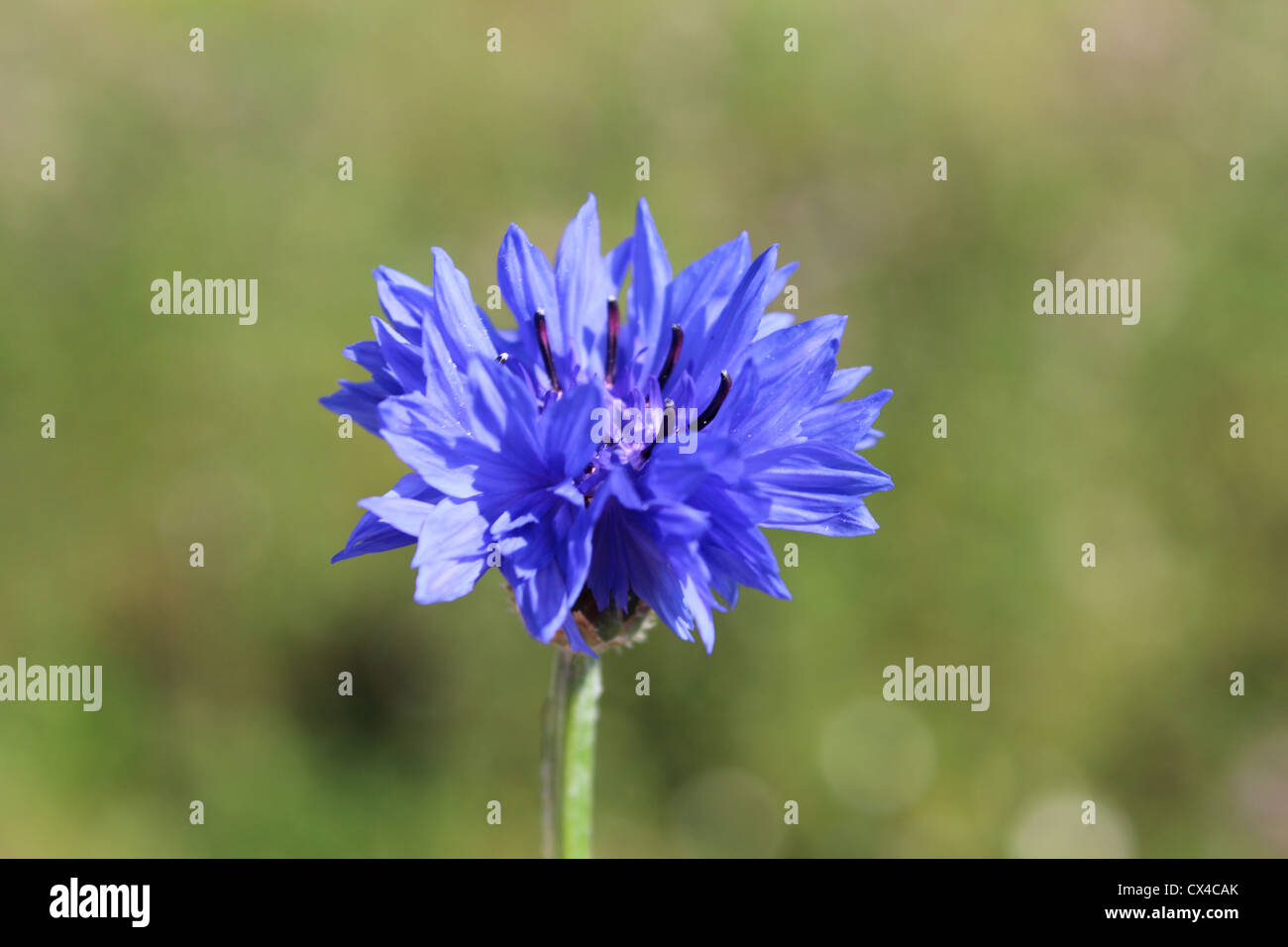 Cornflower, Pretty Flower, Blue Flower Stock Photo - Alamy